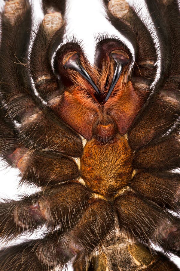 Tarantola Falco Puntura Umano Falco Tarantola Immagini E Fotografie