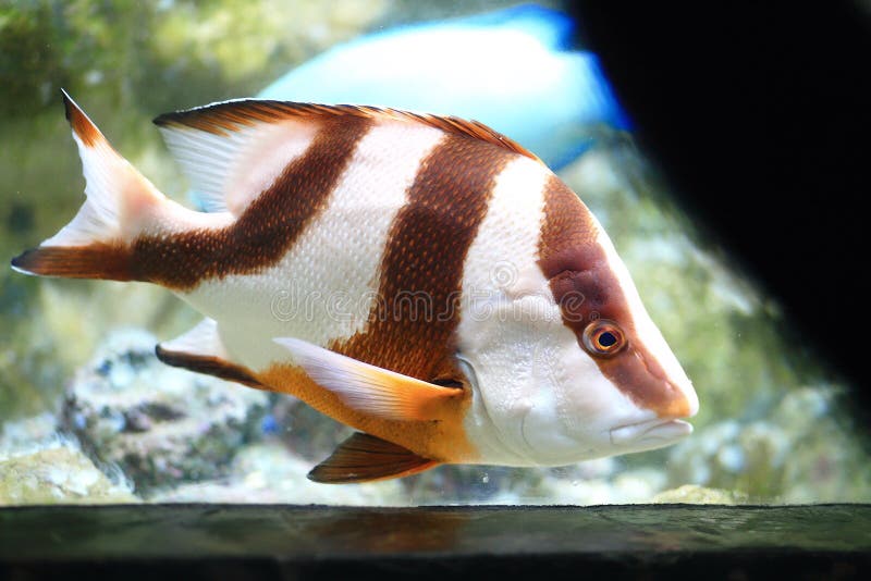 Cernia imperiale fotografia stock. Immagine di vita, barriera - 43295366