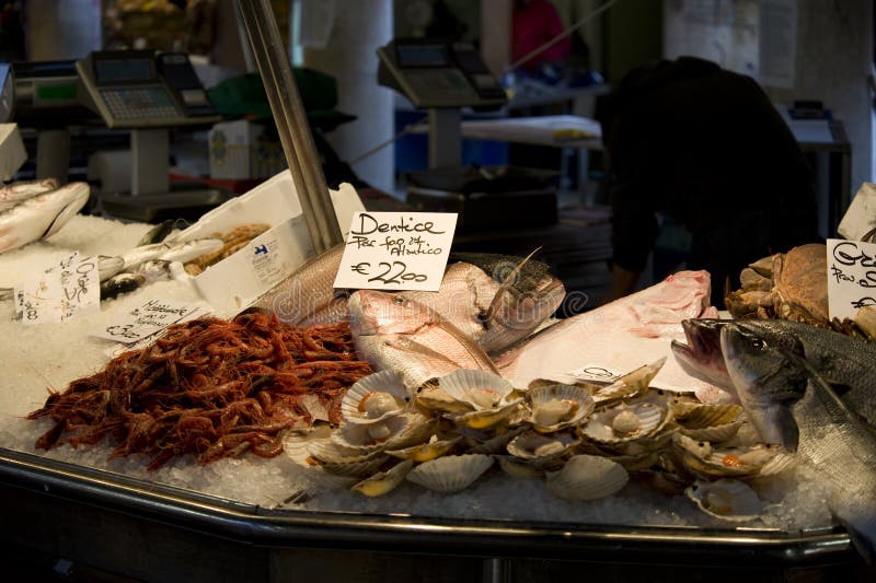 Dentice fish stock image. Image of nutrition, health - 55290261