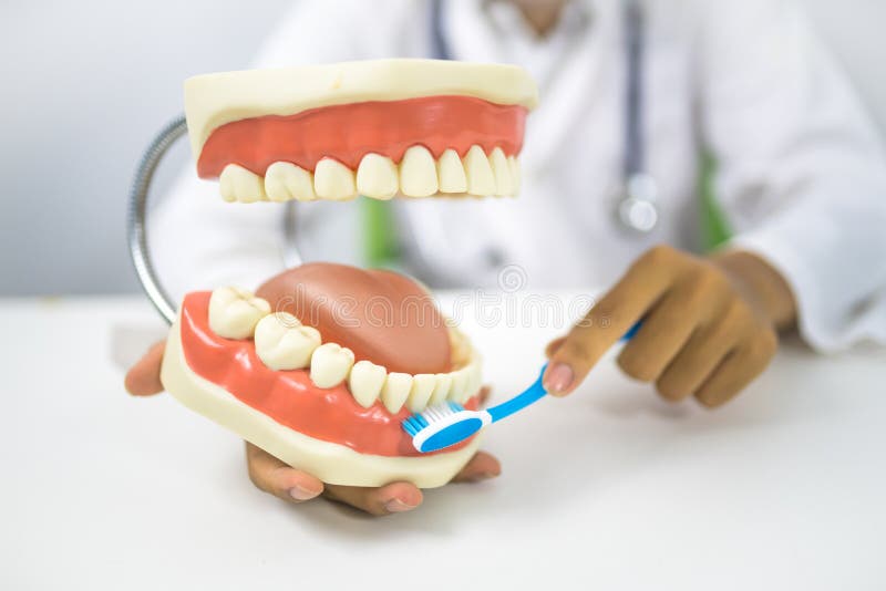 Dentist Demonstrate To Clean Teeth Stock Image - Image of dentistry ...