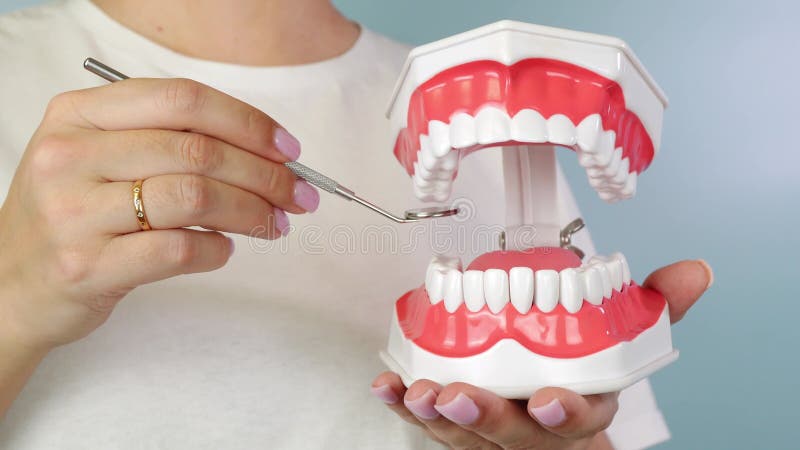 Dentist Demonstrating Oral Care on Anatomical Model with Dental Tools ...