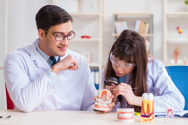 Dentist Explaining Student Tooth Structure Stock Image - Image of ...