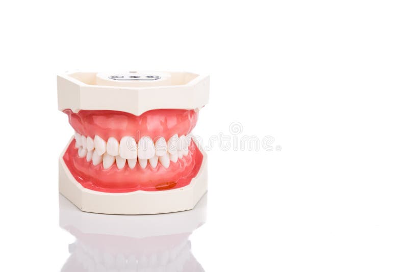 Dentist Orthodontic Teeth Model with Jaw Closed Stock Photo - Image of ...