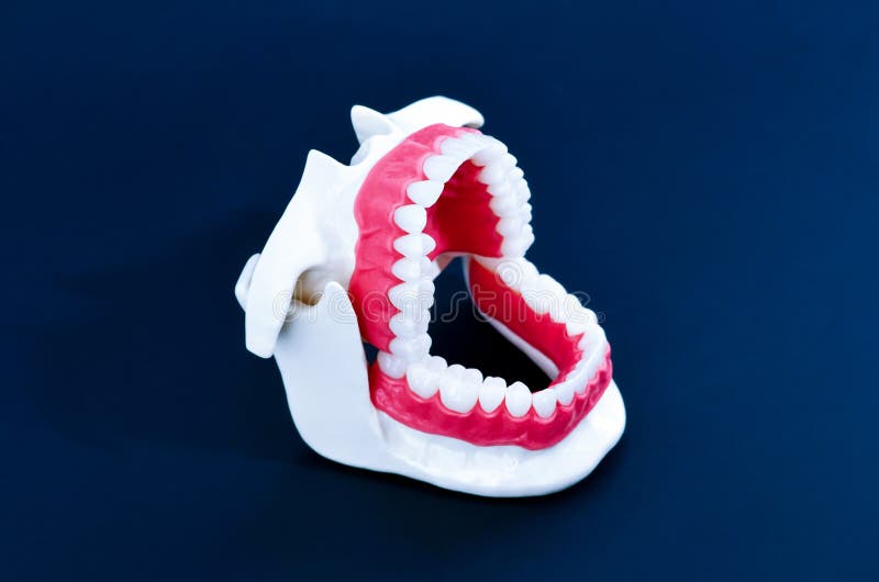 Dentist Orthodontic Teeth Model with Focus on Side Teeth Stock Photo ...