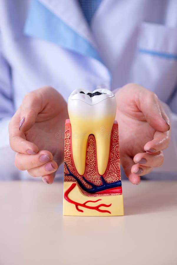 The Dentist Practicing Work on Tooth Model Stock Image - Image of ...