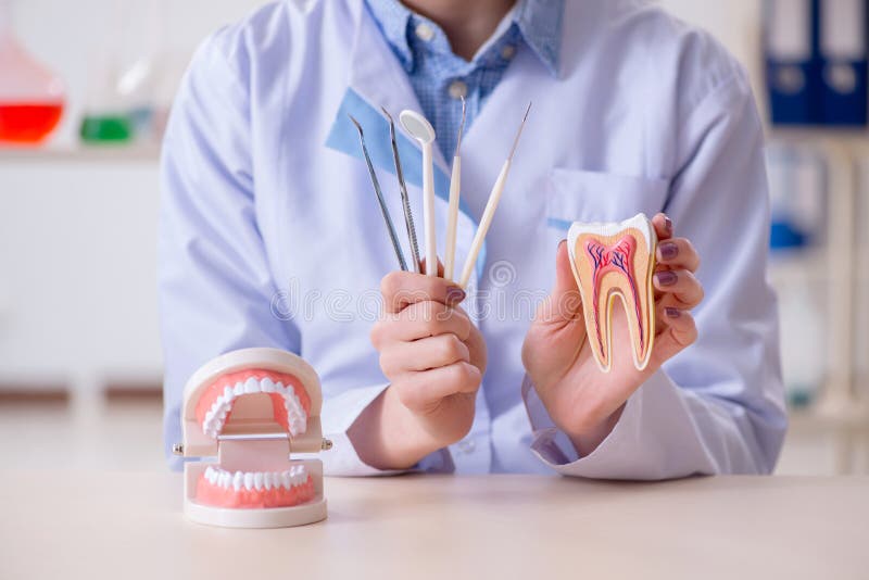 The Dentist Practicing Work on Tooth Model Stock Image - Image of ...