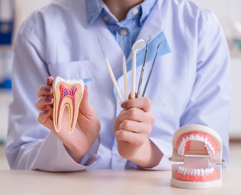 Dentist Practicing Work on Tooth Model Stock Image - Image of cleaning ...