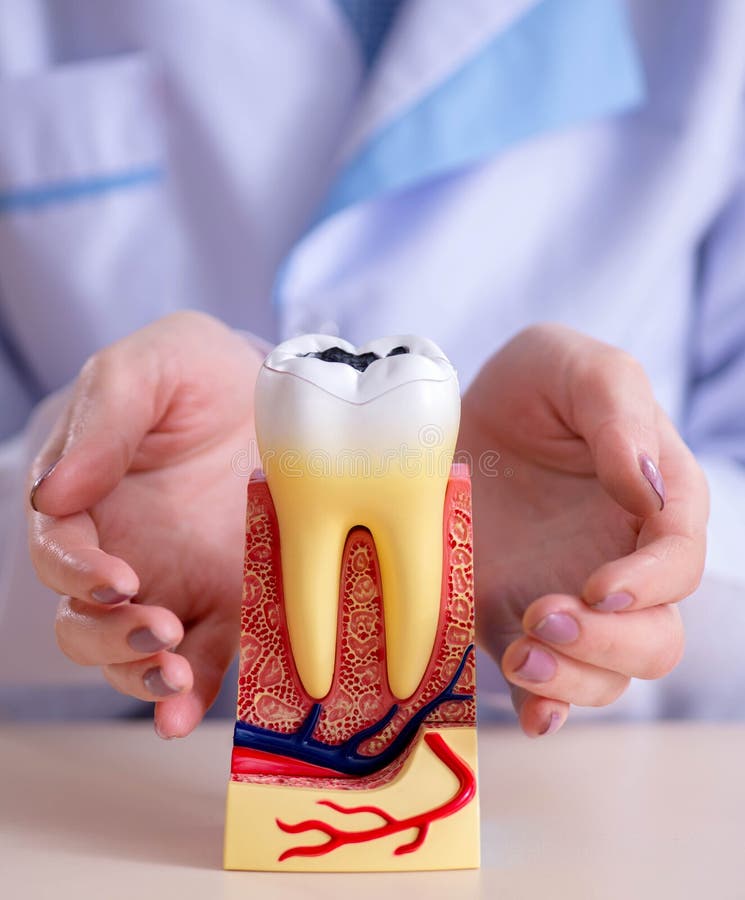 Dentist Practicing Work on Tooth Model Stock Photo - Image of ...