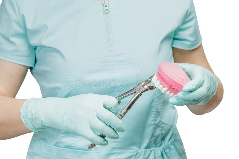 Dentist Pulls Out a Sick Tooth from a Layout of the Human Jaw Stock ...
