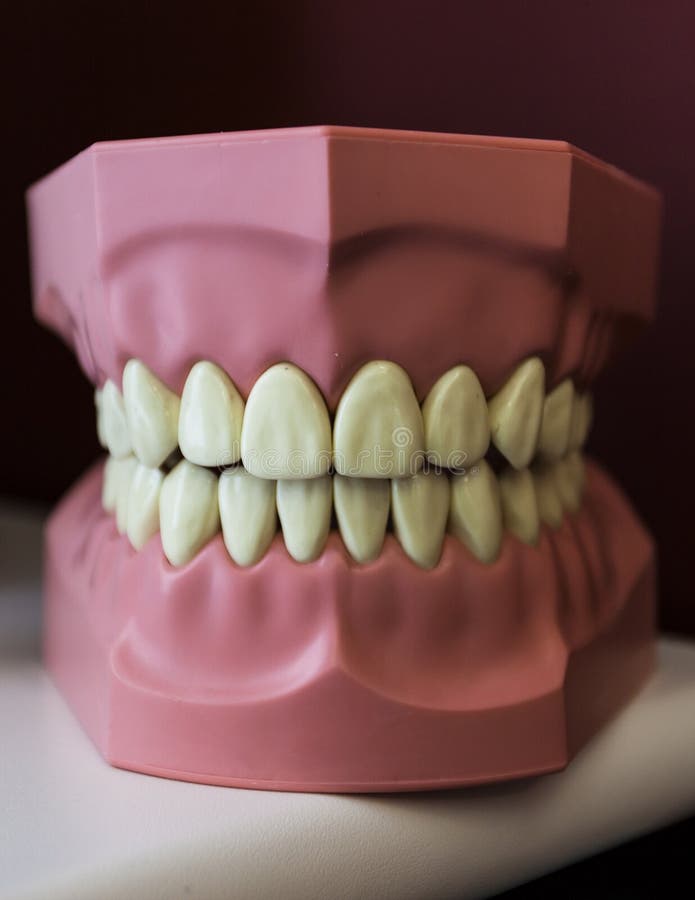 Dentist teeth example stock image. Image of chewing, dentist - 39506699