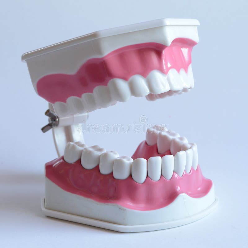 Dentists Tooth Display stock image. Image of appointment - 136410277