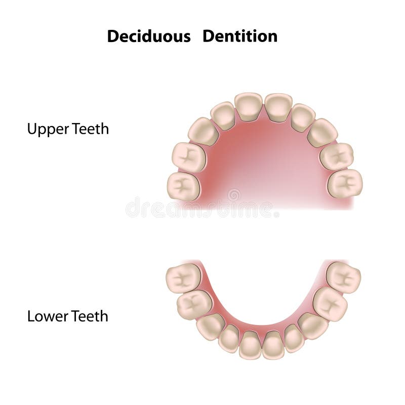 Plein Diagramme Infographic De Dentition Humaine Avec Des Nombres De ...