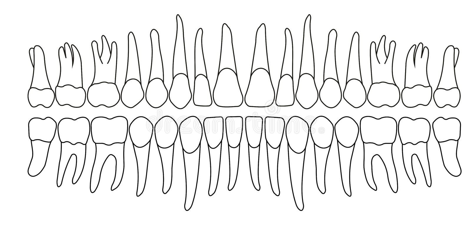 Tooth chart teeth stock vector. Illustration of enamel - 84531446