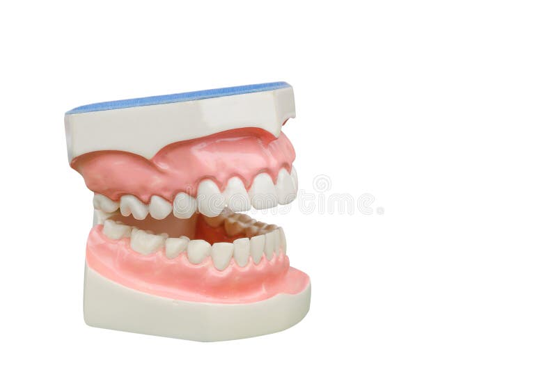 Dentoform, Dental Teeth Model Stock Image - Image of incisive, clean ...