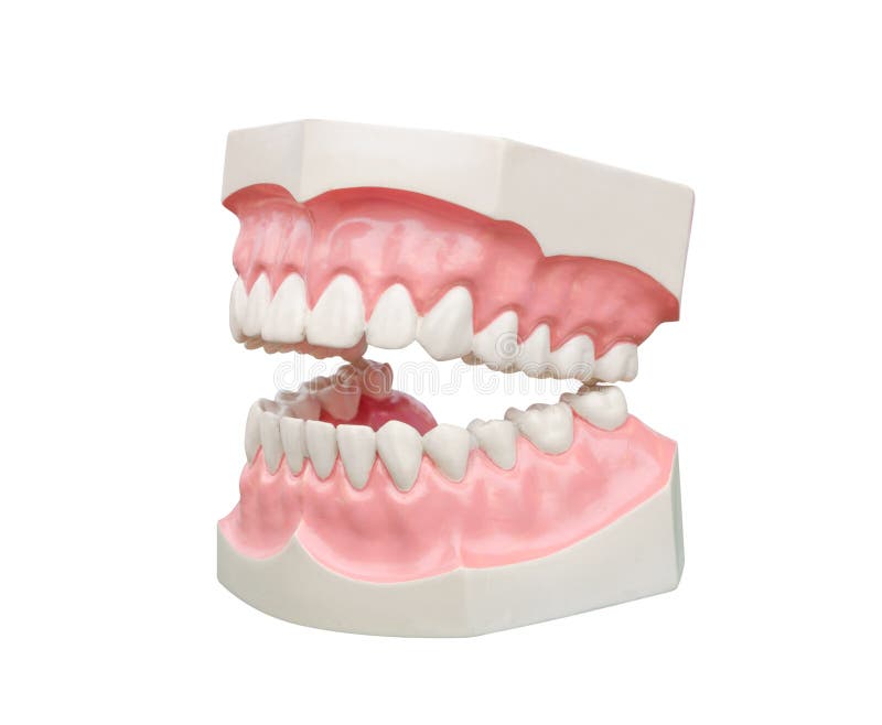 Dentoform, Modelo Dental Dos Dentes Foto de Stock - Imagem de incisivo ...