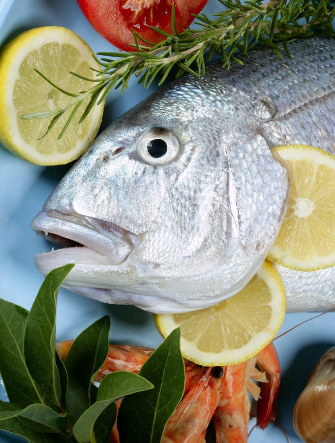 Denton, Mediterranean Sparus Fish Stock Image - Image of mediterranean ...