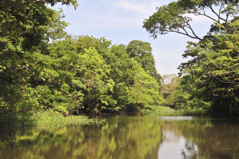 Dentro Del Bosque Inundado Del Amazonas Foto de archivo - Imagen de ...