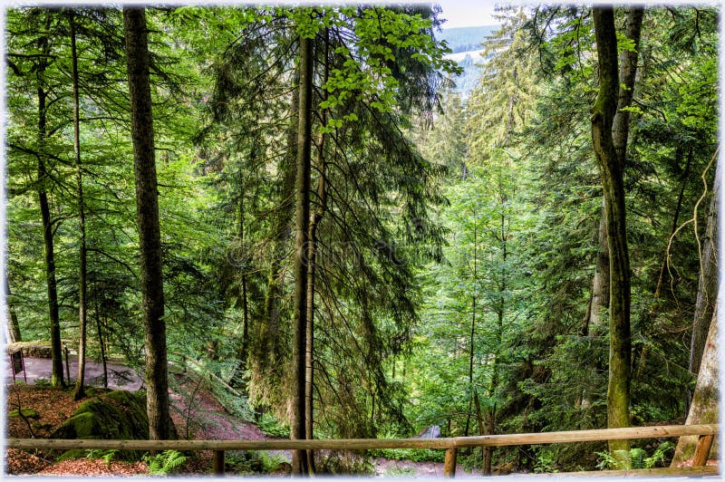 Dentro Del Bosque Negro De Schwarzwald Foto de archivo - Imagen de agua ...