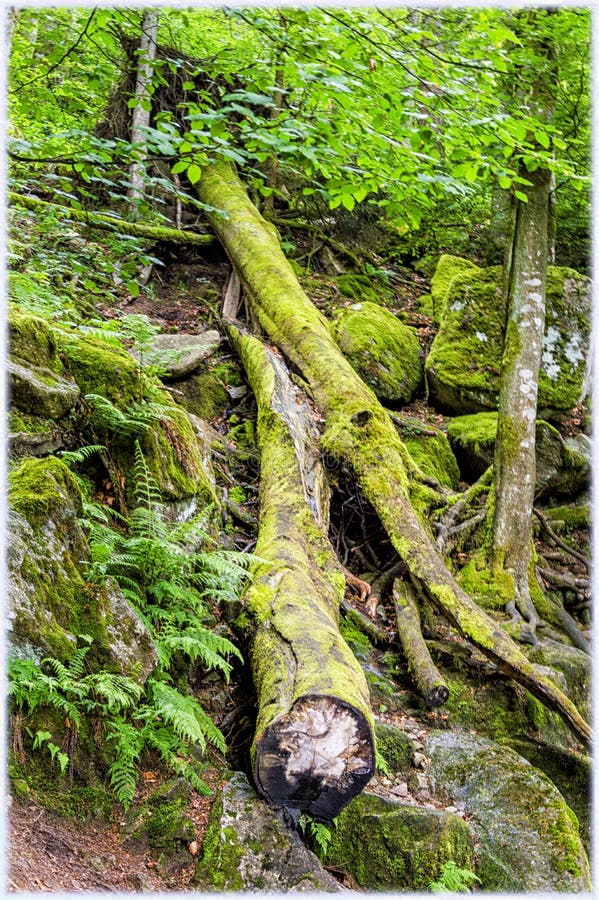Dentro Del Bosque Negro De Schwarzwald Imagen de archivo - Imagen de ...