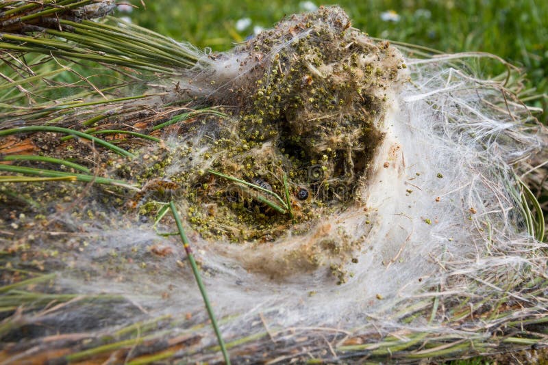 Processionaria Di Quercia Nidiata, Bruco Thaumetopoea Processionea In ...