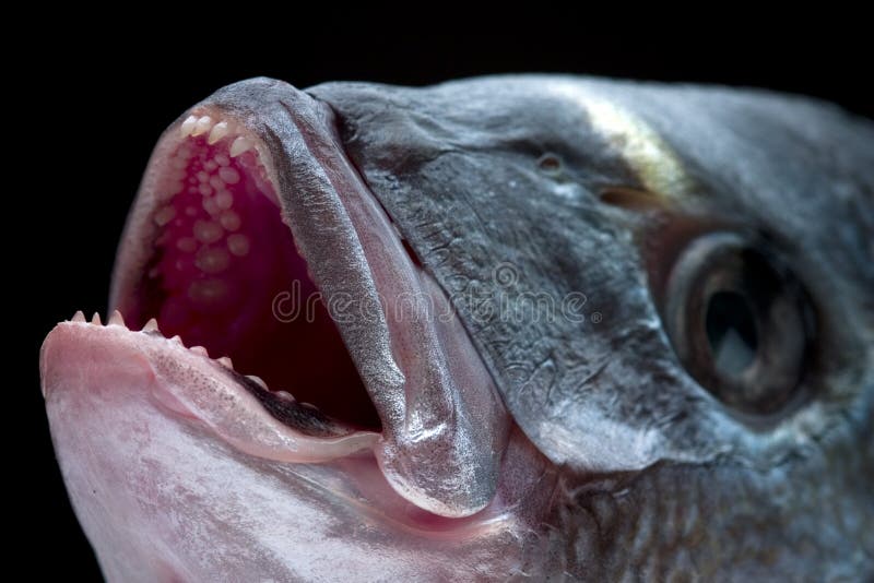 Dents de poissons image stock. Image du dents, hirondelle - 5541581
