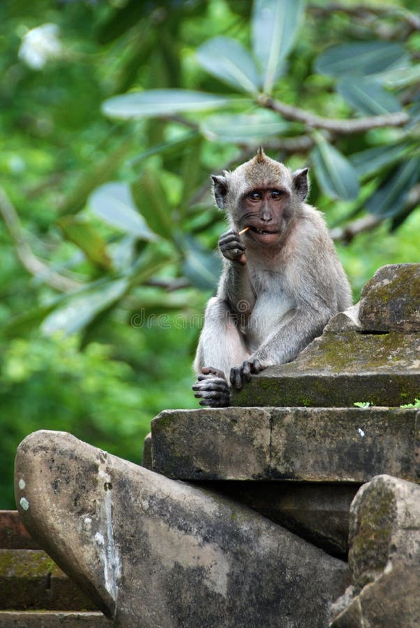 Monkey Les Poux De Cueillette D'un Autre Singe - Comportement Photo ...