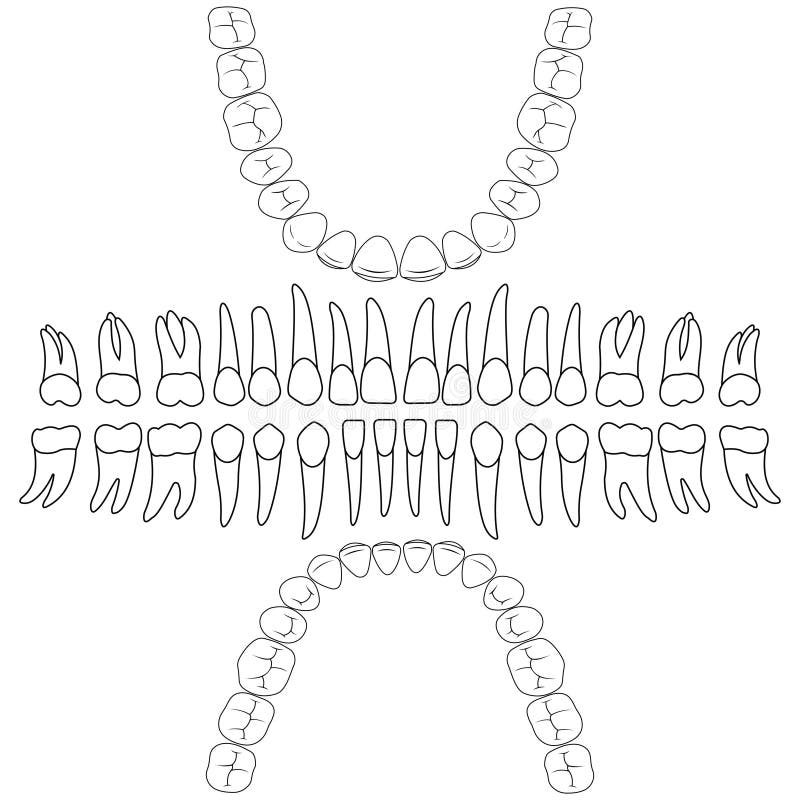 Dents dentaires de formule illustration de vecteur. Illustration du ...