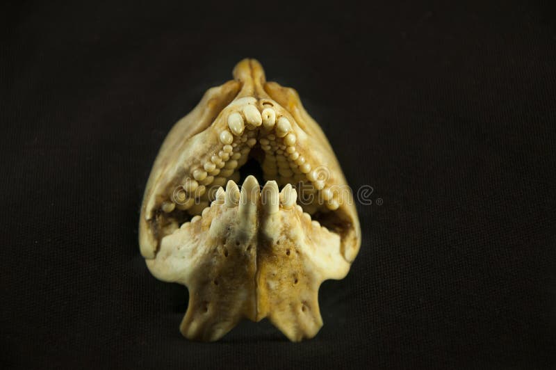 Poissons avec des dents image stock. Image du bleu, pointu - 29133617