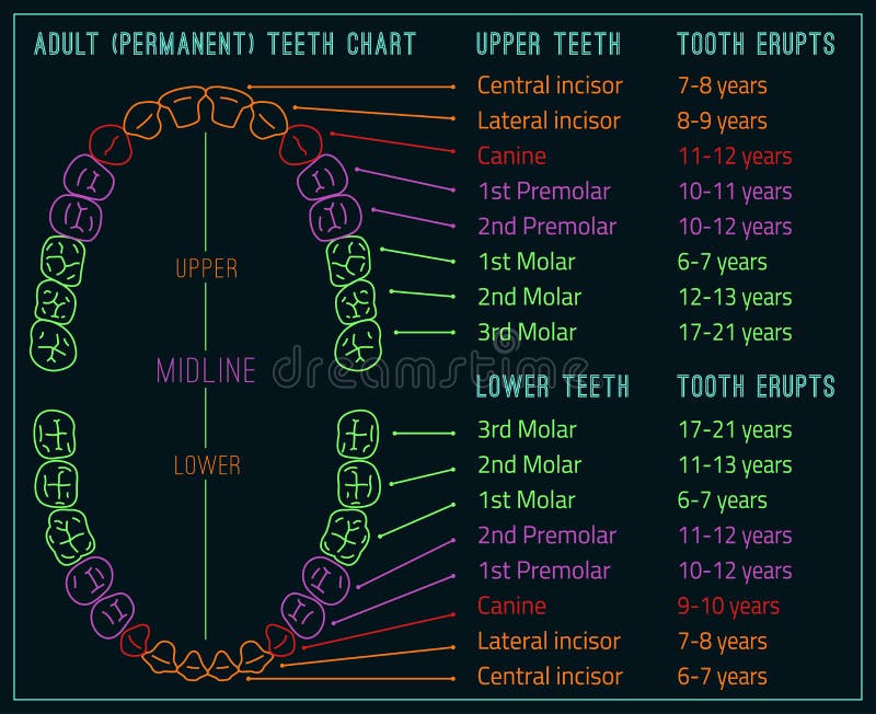 Dents Humaines Infographic Dents Infographic Illustration de Vecteur ...
