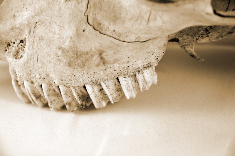 Goat Skull Teeth Stock Photos - Free & Royalty-Free Stock Photos from ...