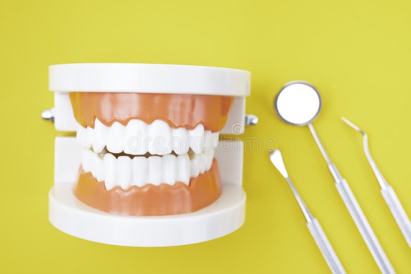 The Dentures Model and Instrument Dental on Yellow Background Stock ...