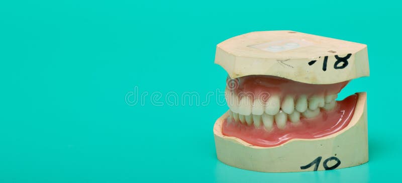 Dentures Model with Medical Instruments Stock Photo - Image of ...