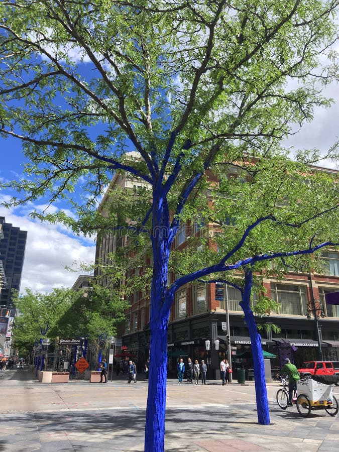 Downtown Denver Blue Trees in the City Editorial Stock Image - Image of ...