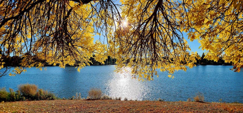 Denver City park foliage stock photo. Image of nature - 357190688