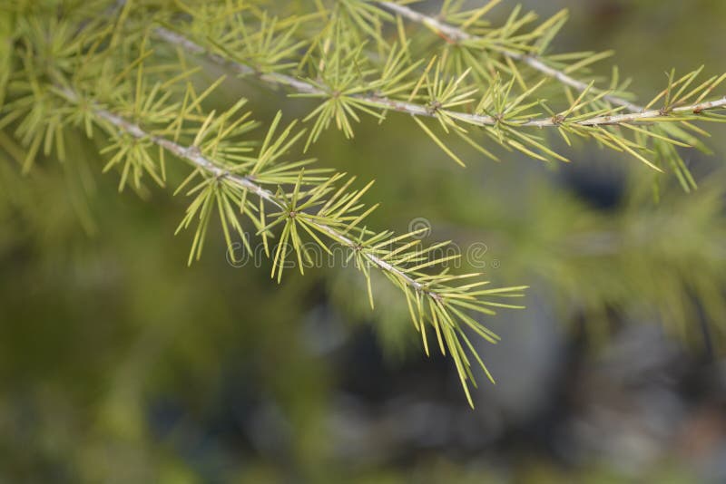 Deodar cedar stock photo. Image of autumn, deodara, cedrus - 261976582