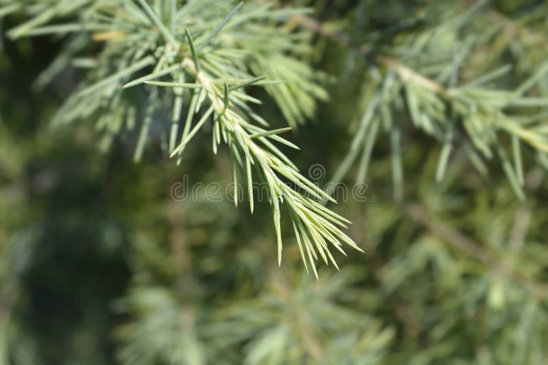 Deodar cedar stock image. Image of branch, nature, cedrus - 328834485