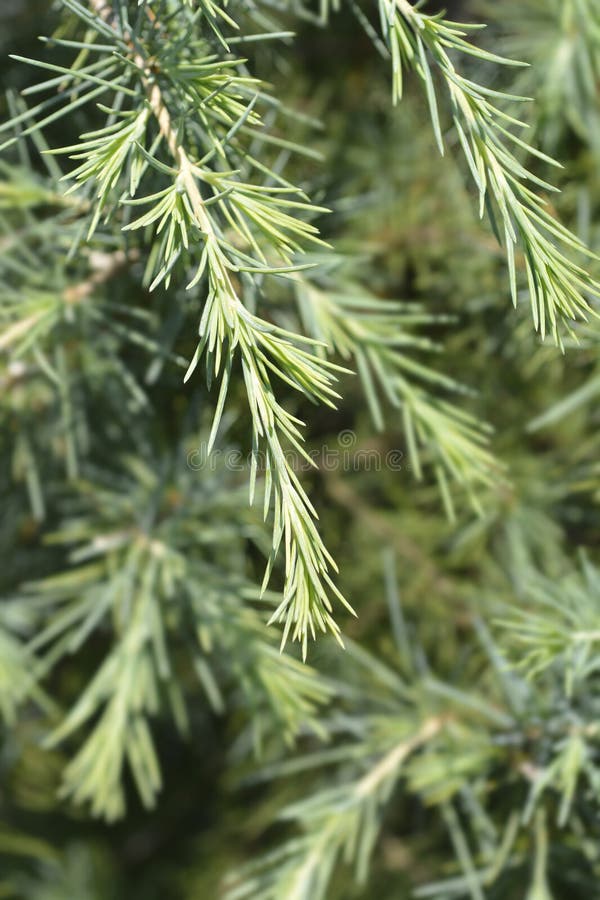 Deodar cedar stock image. Image of branch, botany, deodara - 333800871