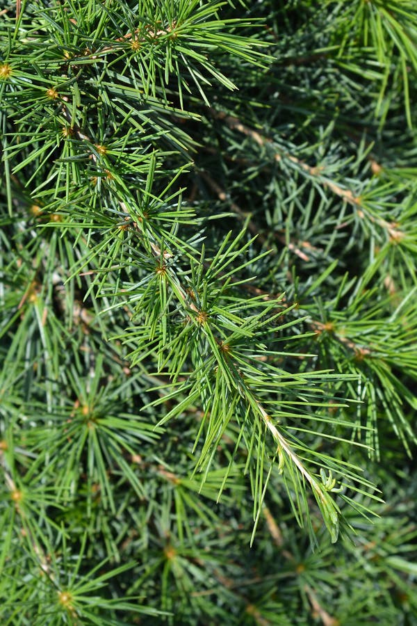 Deodar cedar stock photo. Image of deodara, himalayan - 358159658