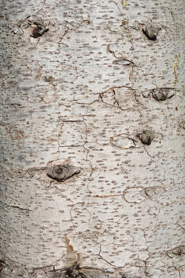 Deodar cedar stock photo. Image of bark, himalayan, texture - 295932698