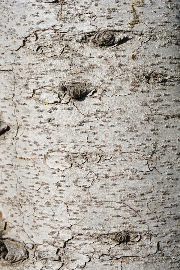 Deodar cedar stock photo. Image of autumn, trunk, cedrus - 298364160