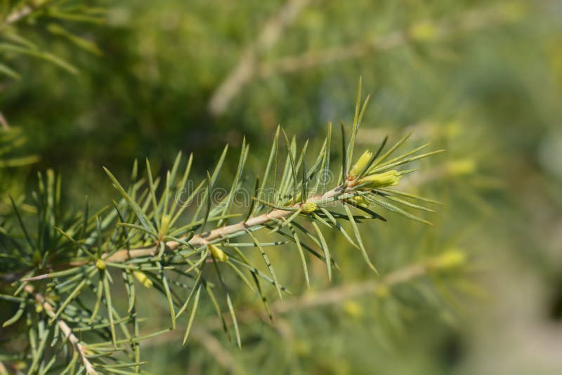Deodar cedar stock photo. Image of cedrus, plant, close - 207537870