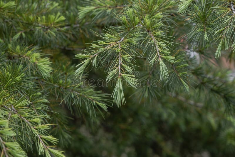 Deodar cedar green foliage stock image. Image of divine - 267433653