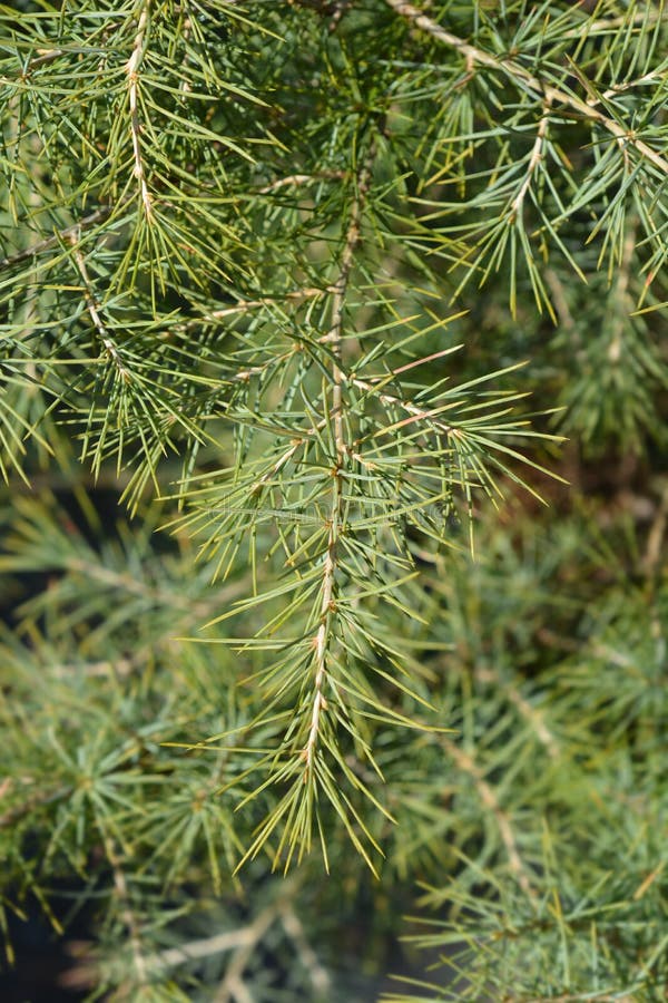 Deodar cedar Mr. Blue stock photo. Image of cedar, needle - 204606046