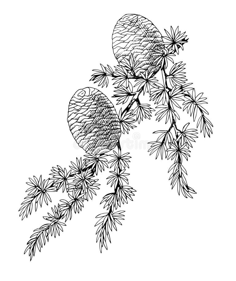 Cedar Tree Branch Stock Illustrations – 13,243 Cedar Tree Branch Stock ...