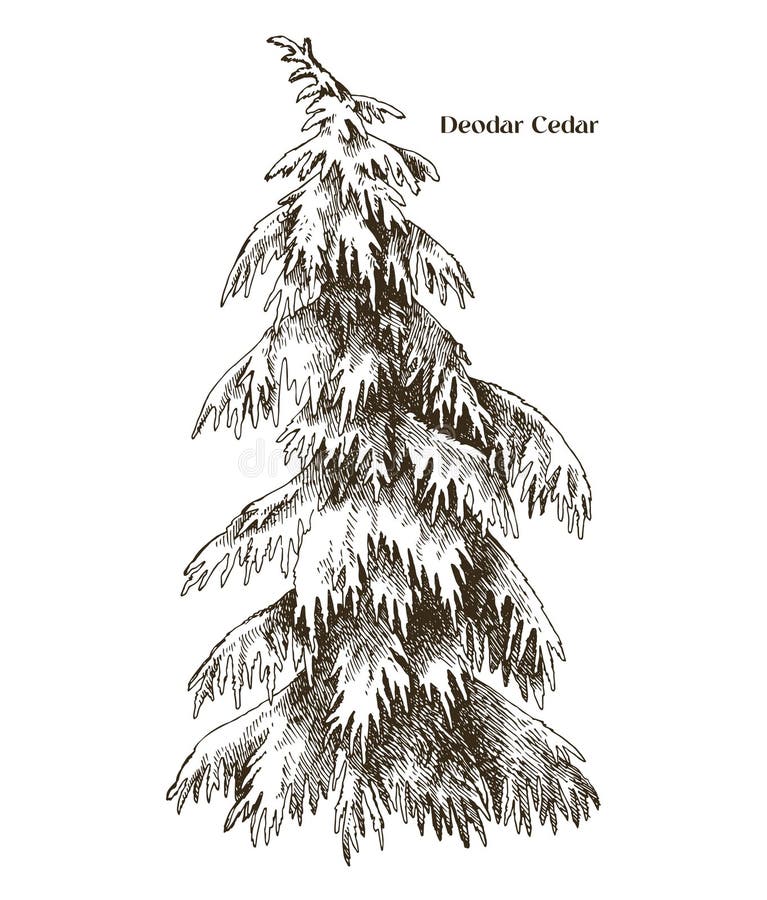 Deodar Cedar Tree Hand Drawn Vector Stock Vector - Illustration of ...