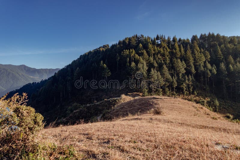 Deodar Cedar Tree Line in Garhwal Himalayas, Uttarakhand, India ...