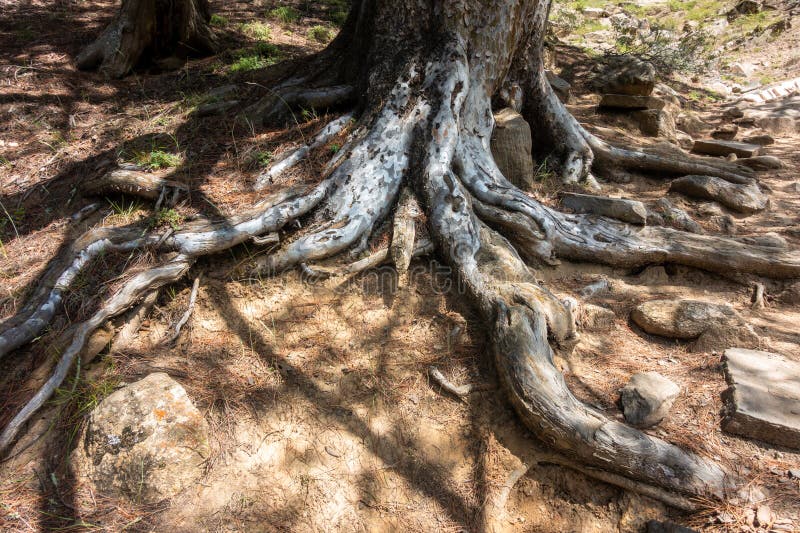 Deodar Cedar Tree Root Spreading Across Himachal Pradesh Forest Floor ...