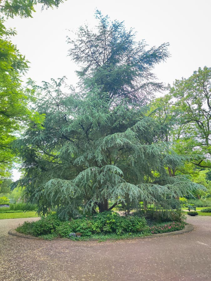 Large Himalayan Cedar in a Park. Stock Photo - Image of outdoors ...