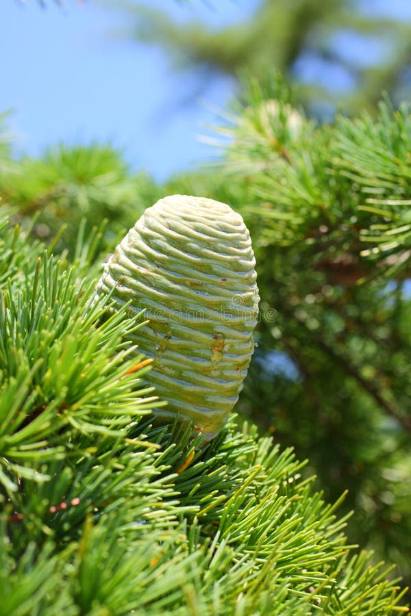 Deodar stock photo. Image of blue, evergreen, green, conifer - 32556262