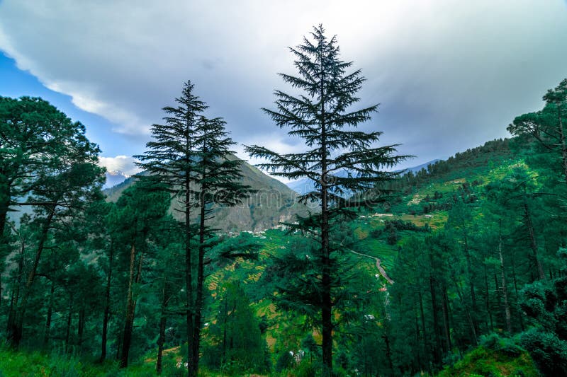 Deodar Tree in Mountains stock photo. Image of tree - 129567446